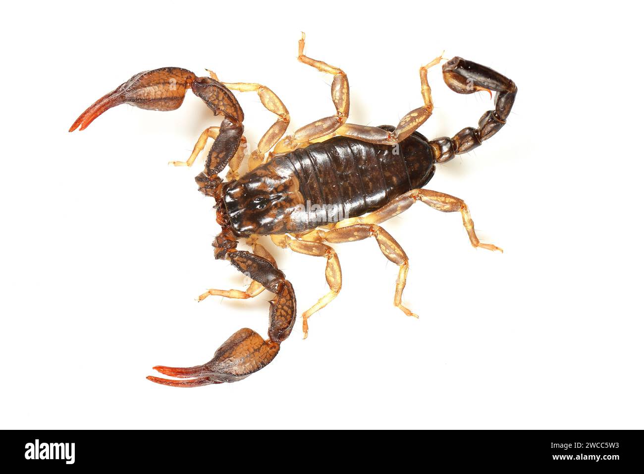 Scorpion fluorescence hi-res stock photography and images - Alamy