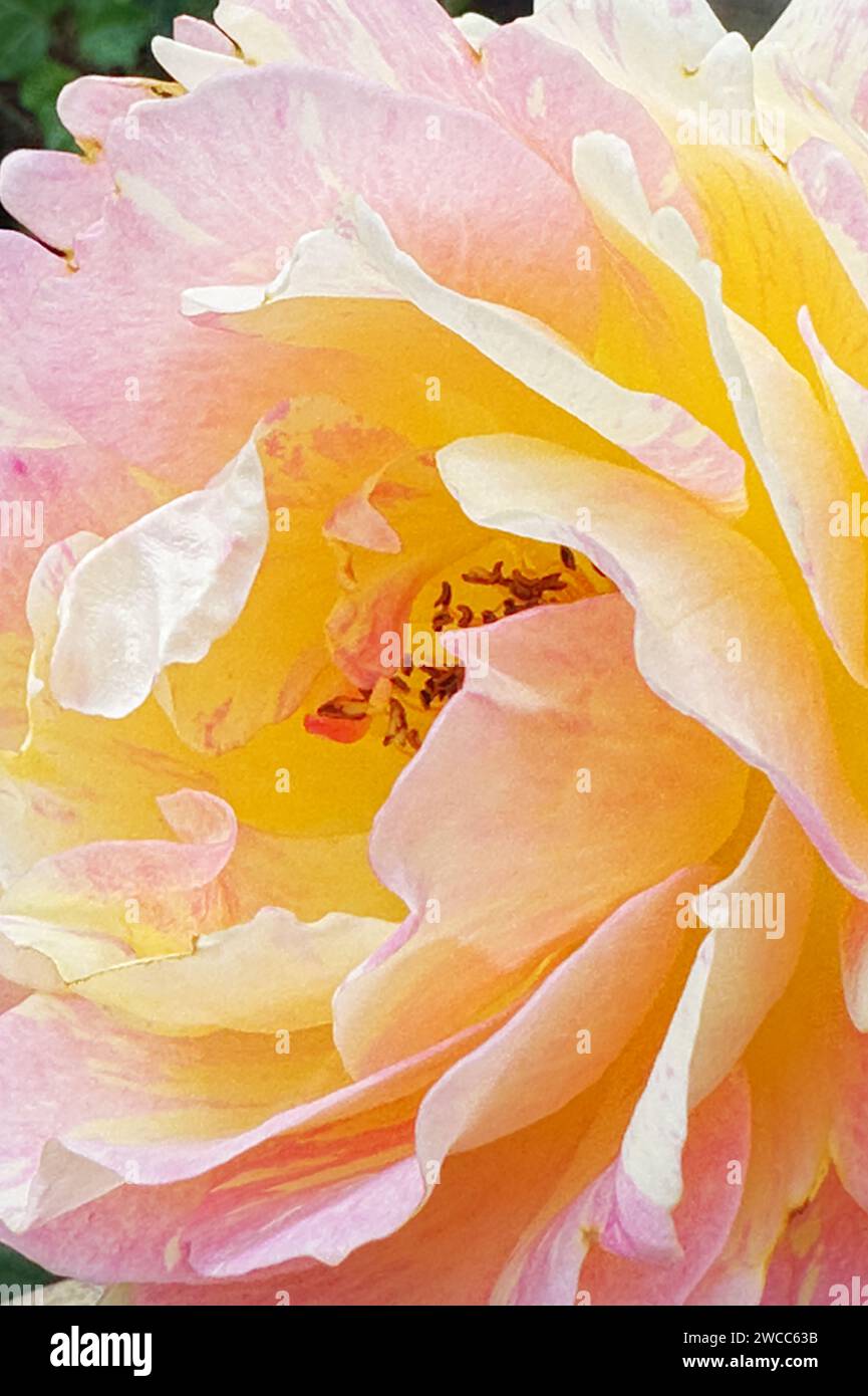 The petals, soft and velvety, unfold gracefully of a rose flower head ...