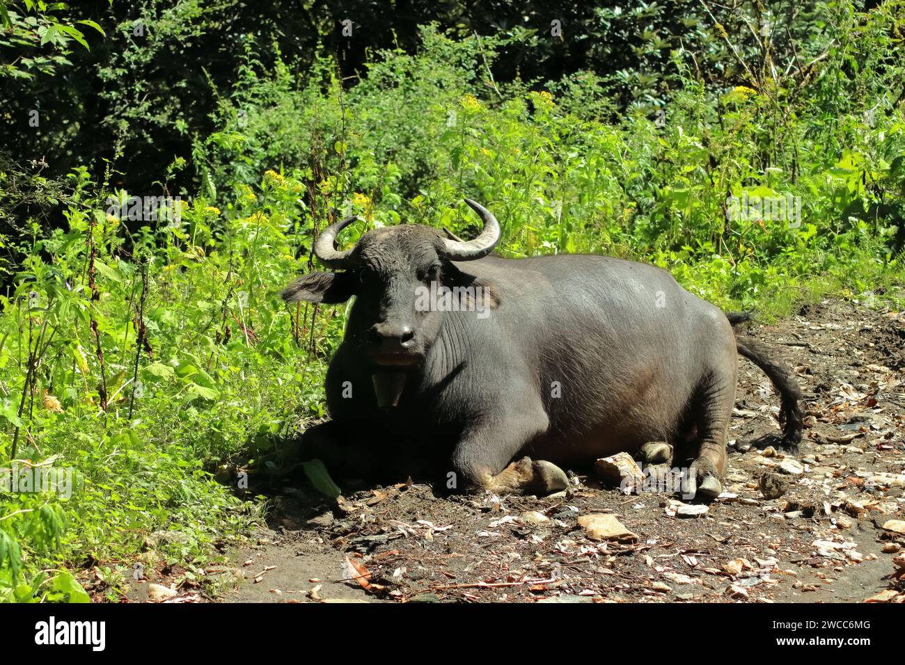 Buffalo farm in nepal hi-res stock photography and images - Alamy