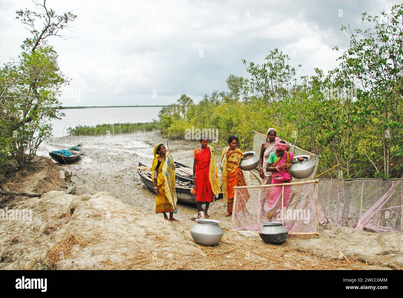 Women collecting prawn seeds from the saline river of Sundarban delta ...