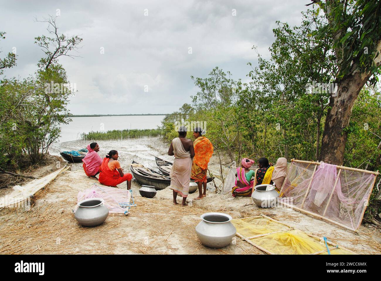 Women collecting prawn seeds from the saline river of Sundarban delta ...