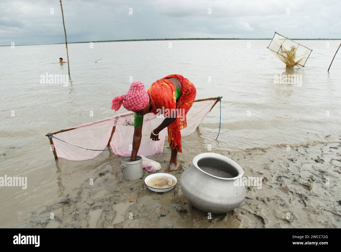 Women collecting prawn seeds from the saline river of Sundarban delta ...