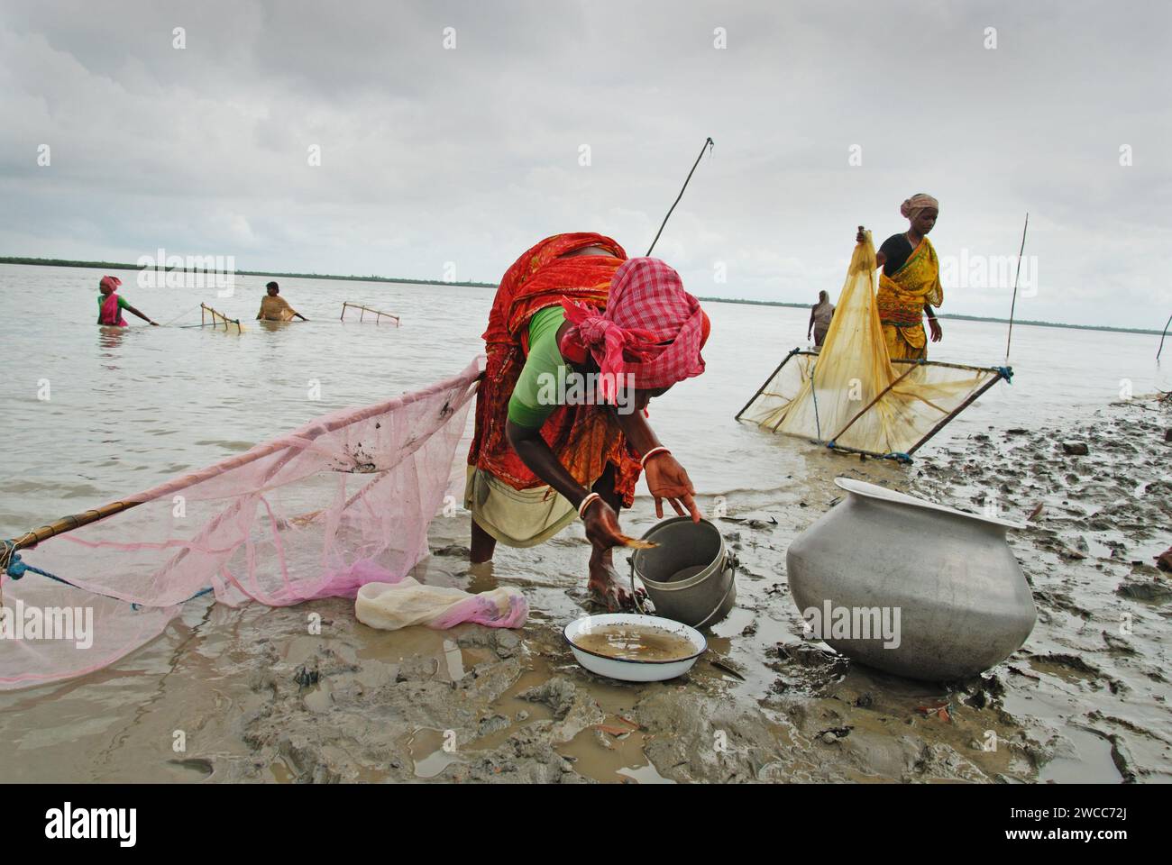 Women collecting prawn seeds from the saline river of Sundarban delta ...