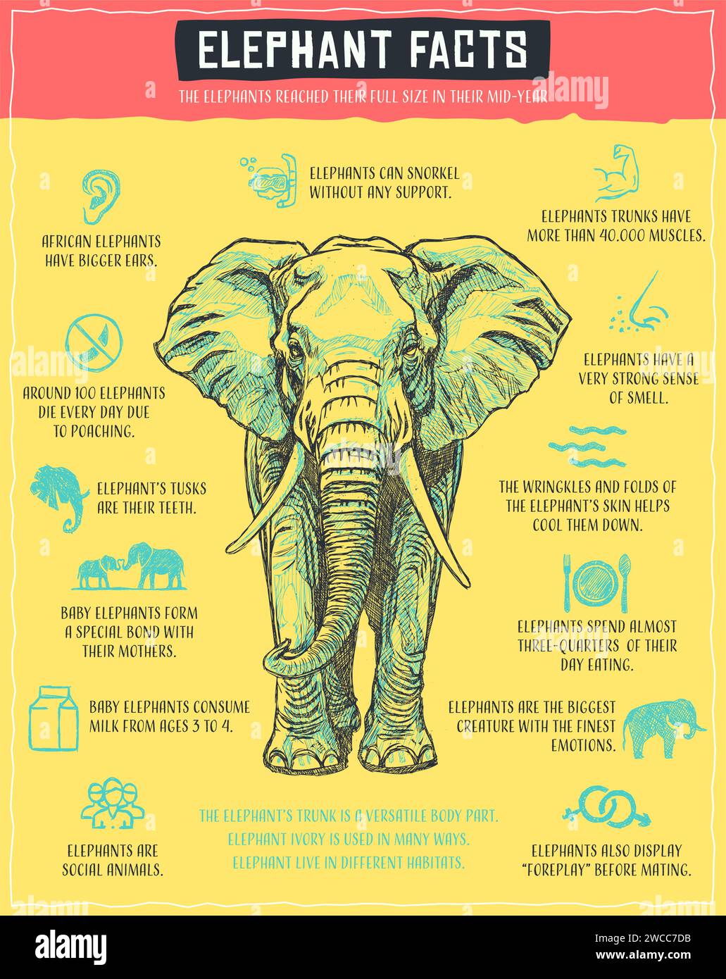 Elephant description Stock Vector Images - Alamy