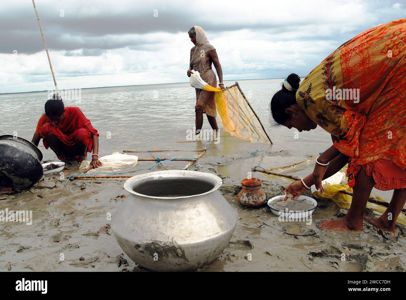 Women collecting prawn seeds from the saline river of Sundarban delta ...