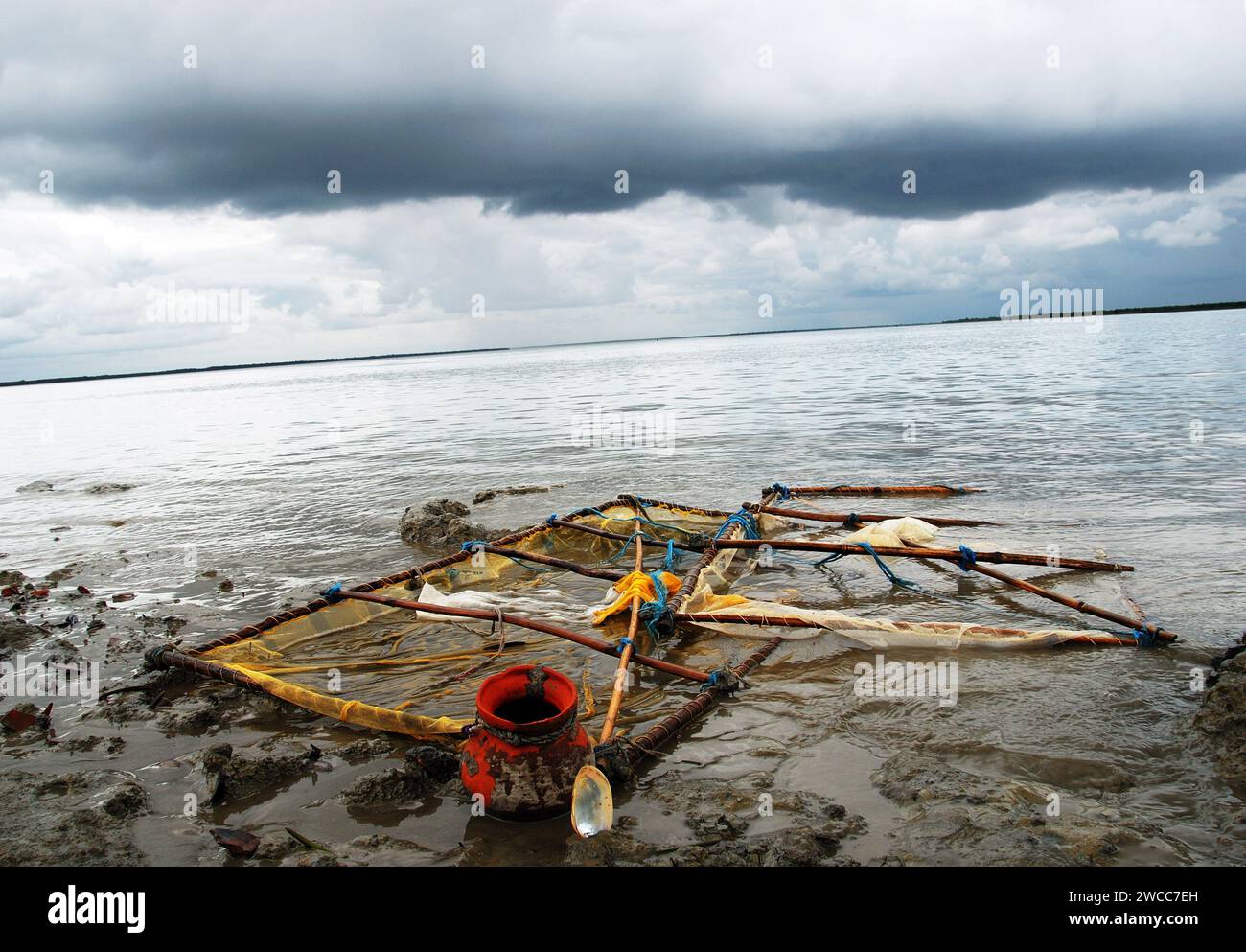 Women collecting prawn seeds from the saline river of Sundarban delta ...