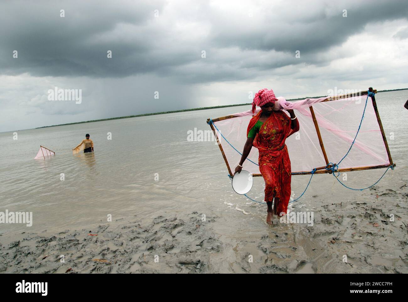 Women collecting prawn seeds from the saline river of Sundarban delta ...