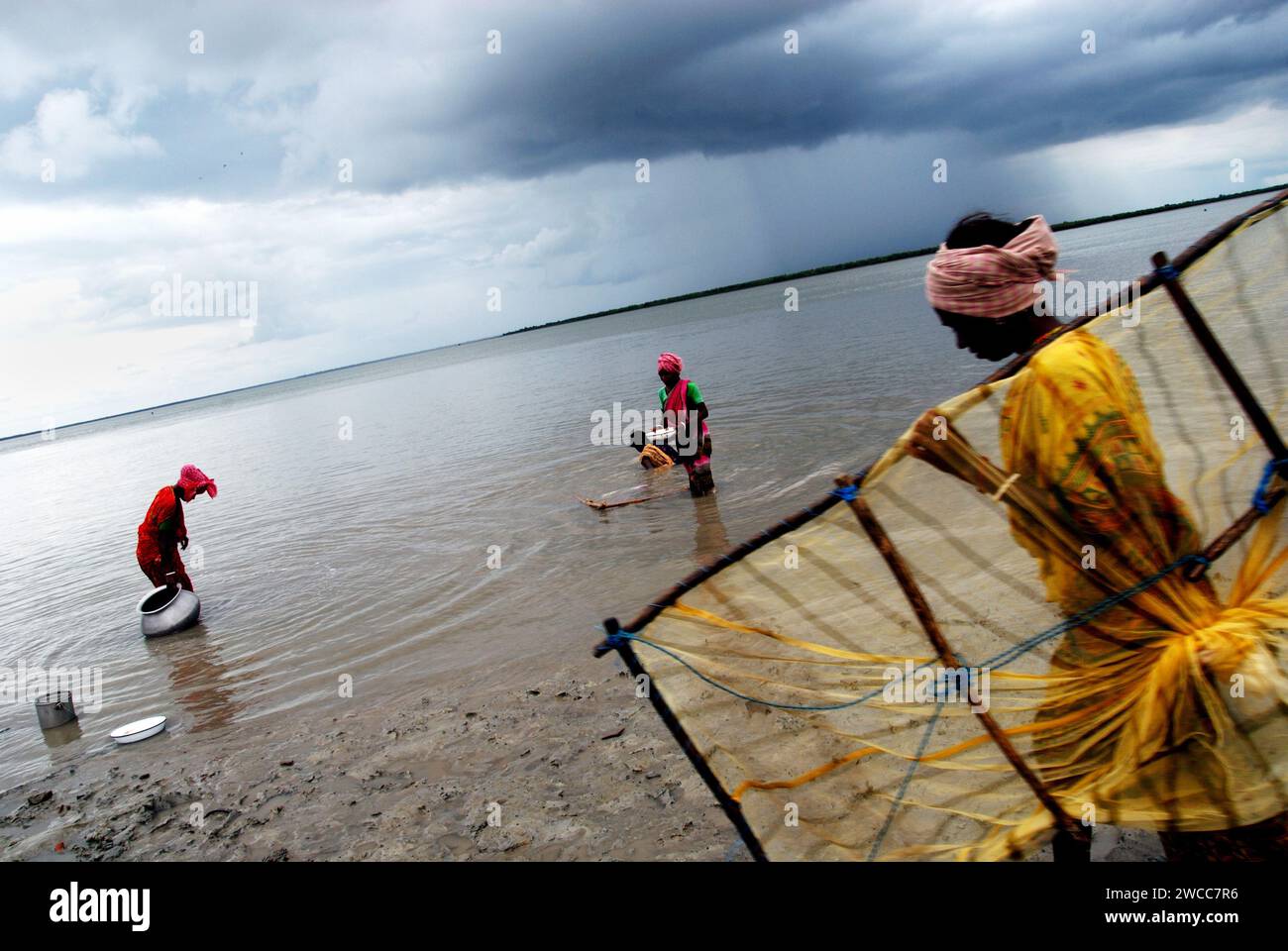 Women collecting prawn seeds from the saline river of Sundarban delta ...