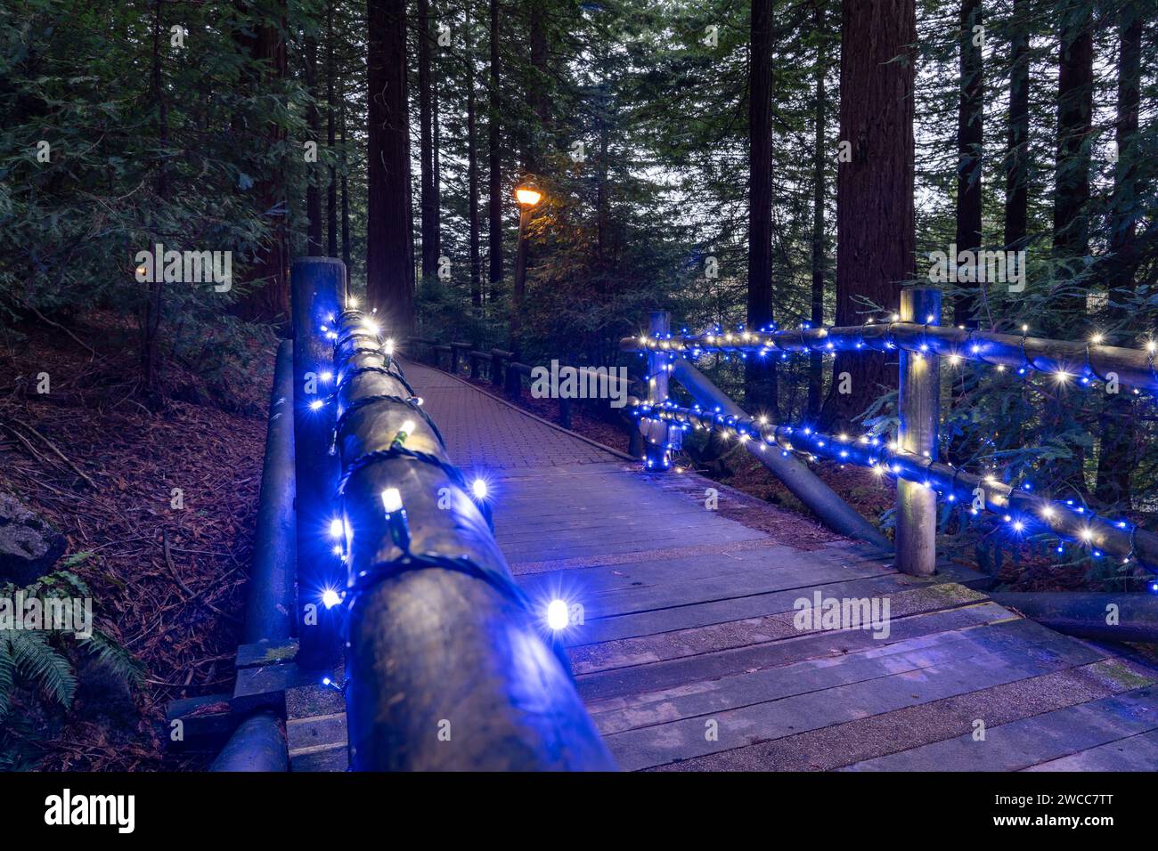 Center Parcs forest trail in winter, Longleat, UK Stock Photo - Alamy