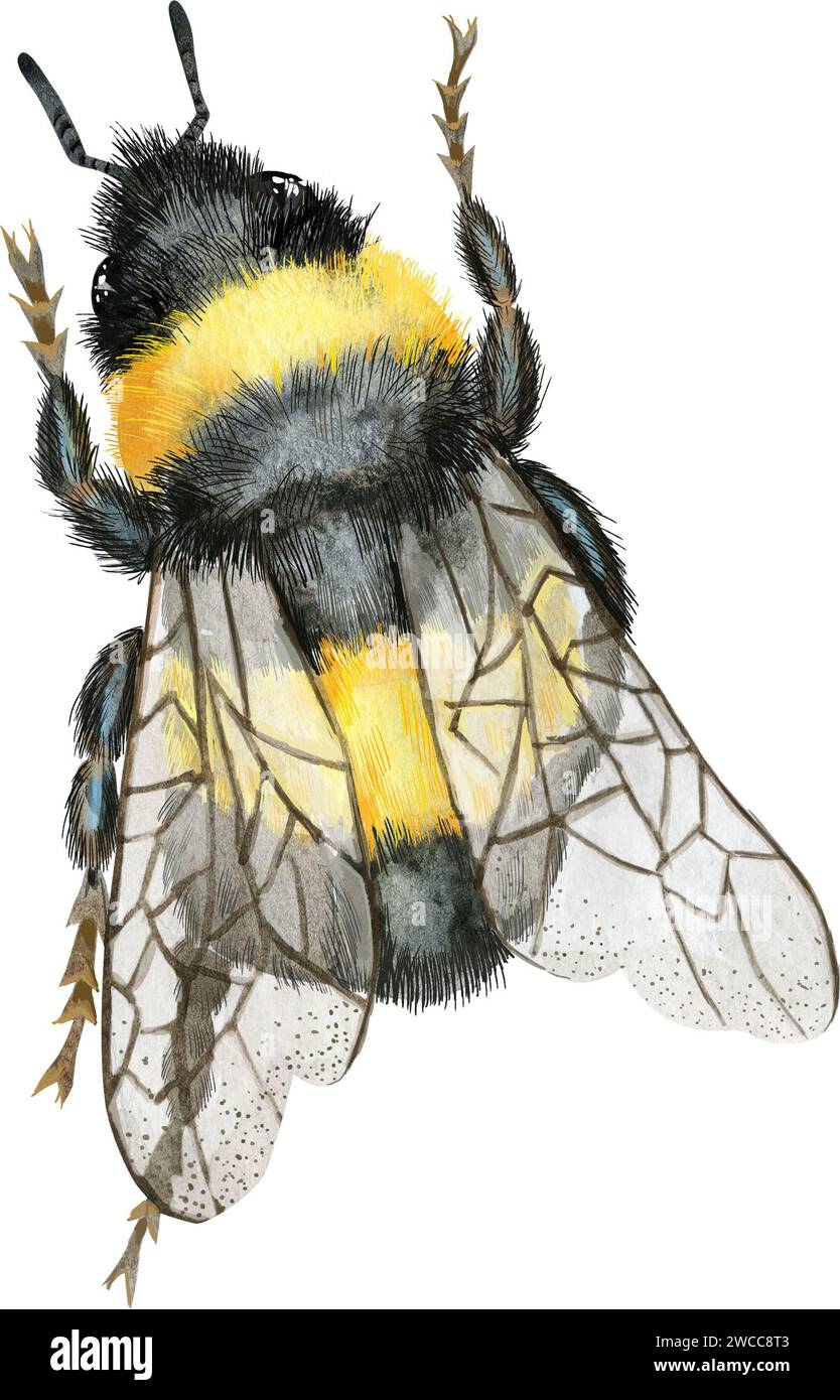 Cute earth bumblebee. Insect for t-shirt graphics. Watercolor bumblebee ...
