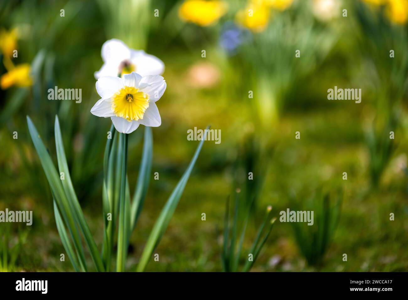 Blooms in full flourish hi-res stock photography and images - Alamy