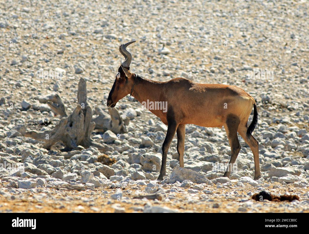 Human intergerence hi-res stock photography and images - Alamy