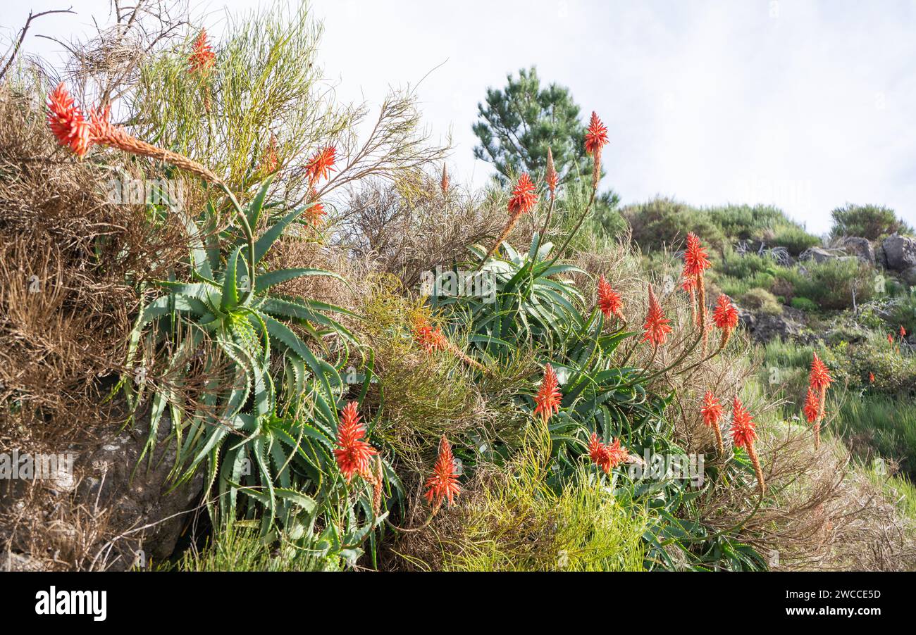 Wild aloe vera in full bloom, sunset, cliffs Stock Photo - Alamy