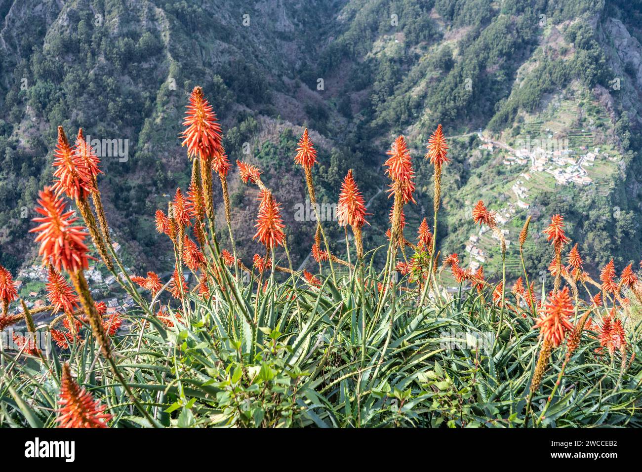 Wild aloe vera in full bloom, sunset, cliffs Stock Photo - Alamy
