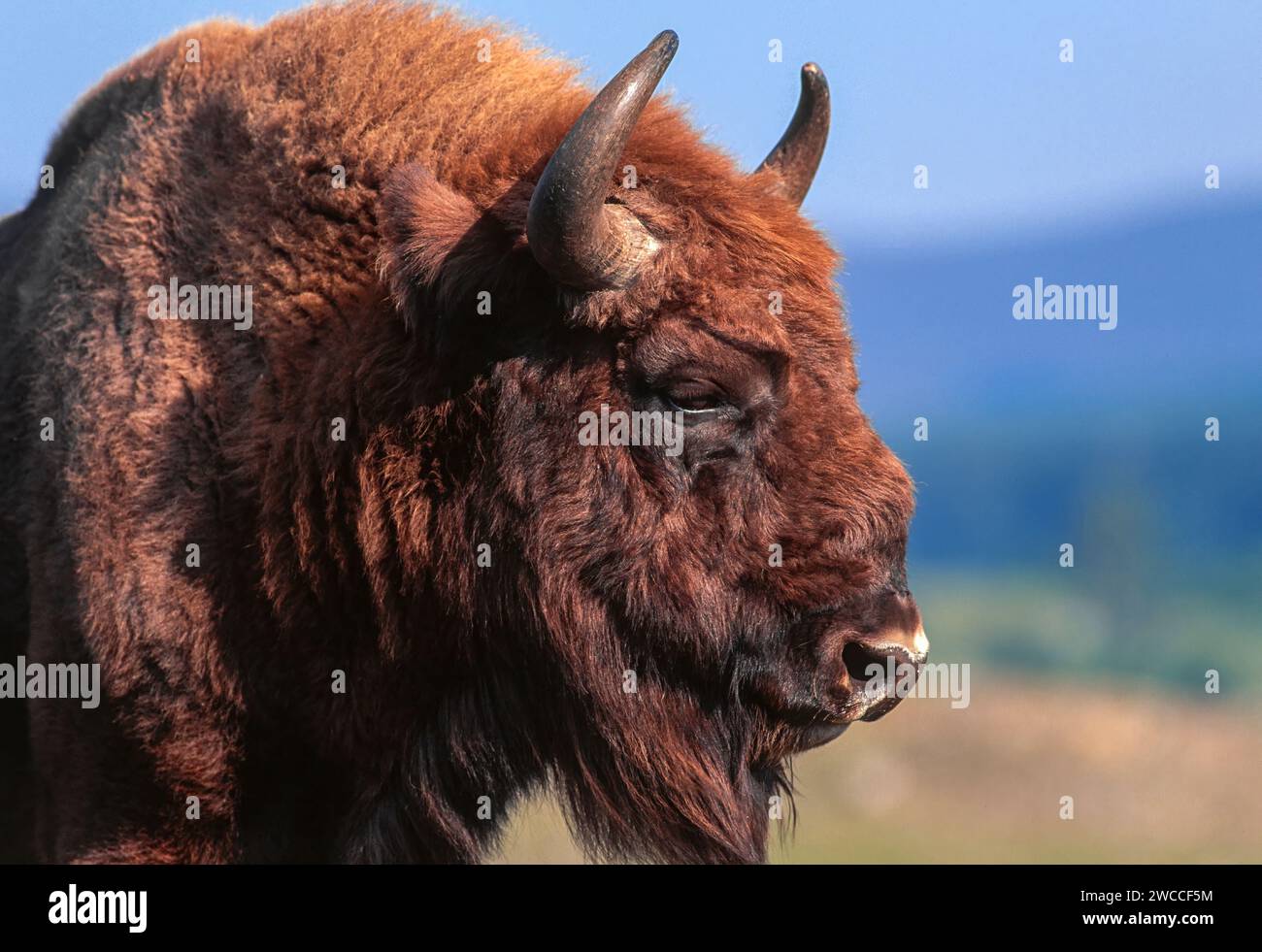 Bison bull head hi-res stock photography and images - Alamy