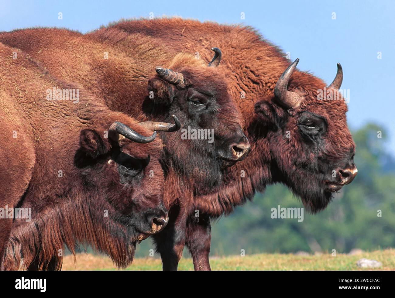 Bison bull head hi-res stock photography and images - Alamy