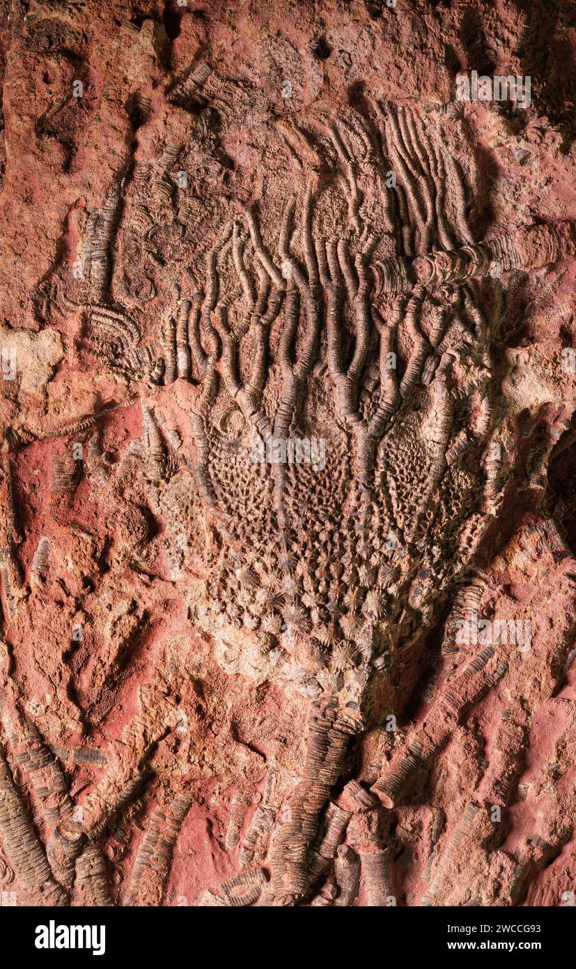Crinoid calyx hi-res stock photography and images - Alamy