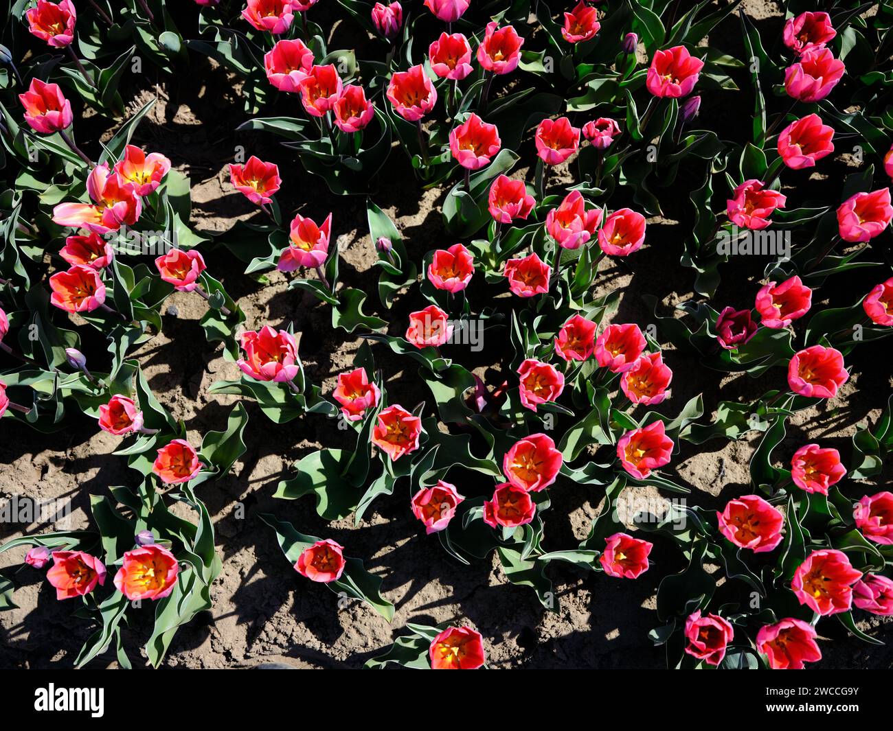 Toulip field hi-res stock photography and images - Alamy