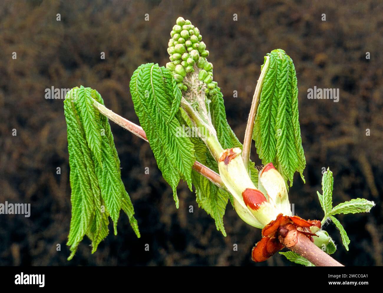 Horse chestnut Aesculus hippocastanum sticky bud opened to reveal fresh ...