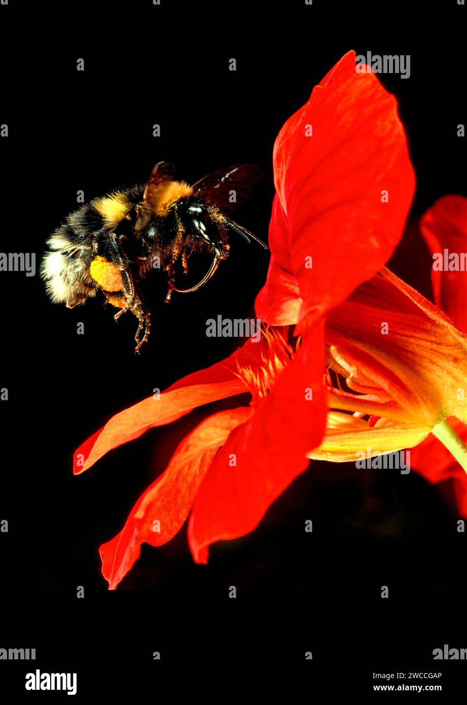 Flying bumble bee hi-res stock photography and images - Alamy