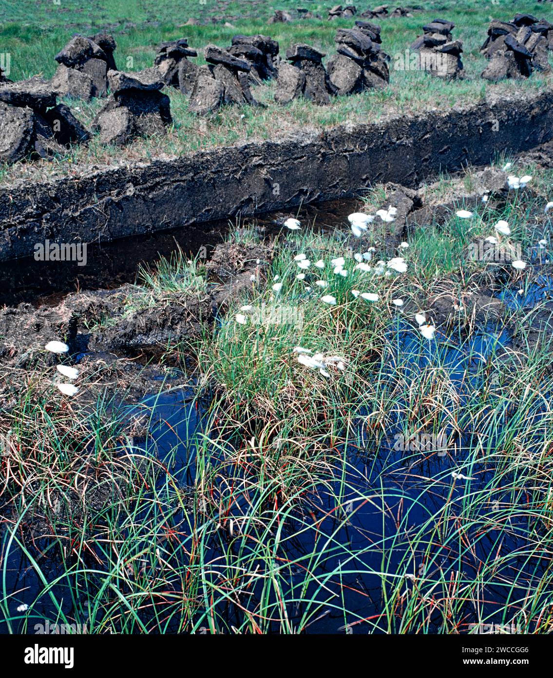 Peat Turves stacked and drying in the sun cotton grass growing in the ...
