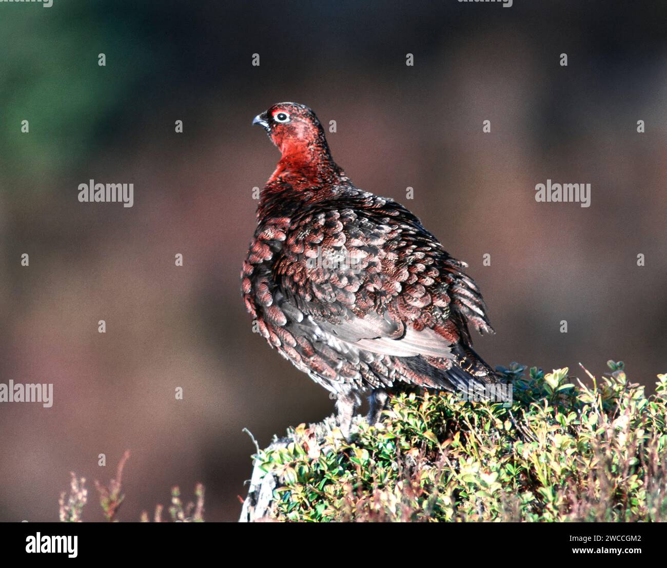 Red Grouse Lagopus lagopus scotica on a tree stump in Scotland Stock ...