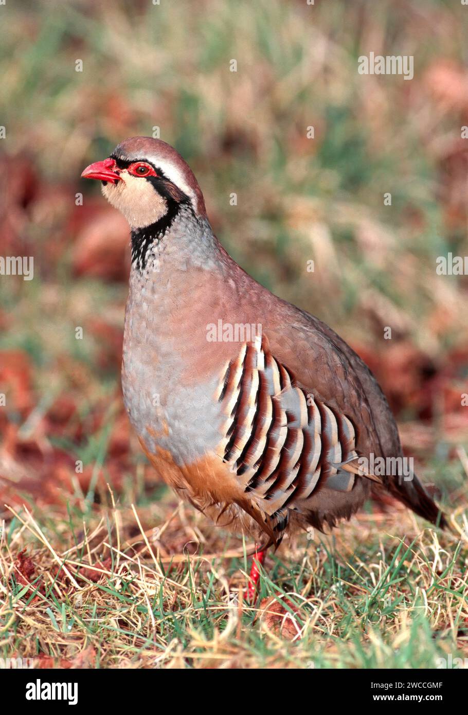Red-legged partridge Alectoris rufa in a grass field Stock Photo - Alamy