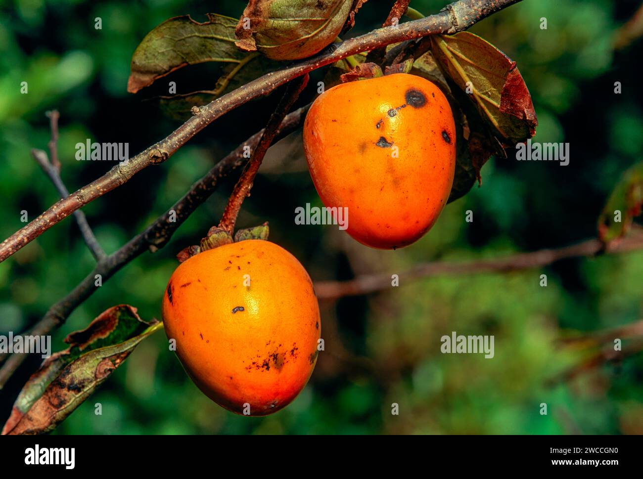 Growing japanese persimmon hi-res stock photography and images - Alamy