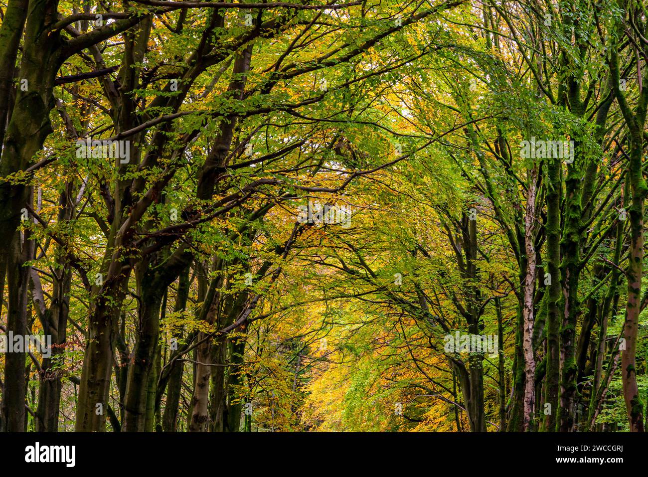 Beech trees in spectacular late autumn colour at Black Rocks on the ...