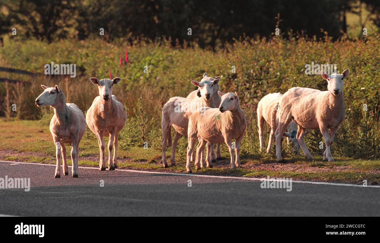 Seven sheep hi-res stock photography and images - Alamy