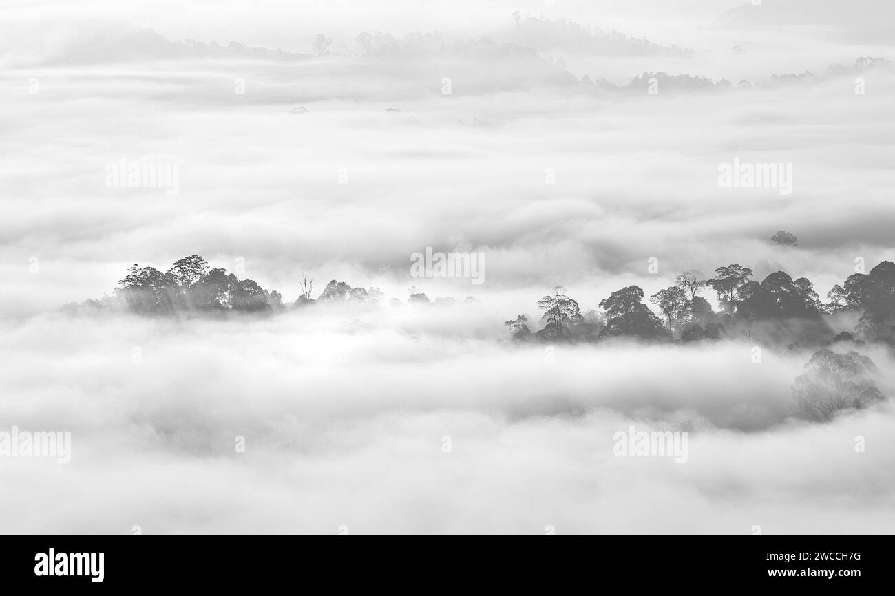 Dawn inversion cloud over the virgin rainforest of the Danum Valley in ...