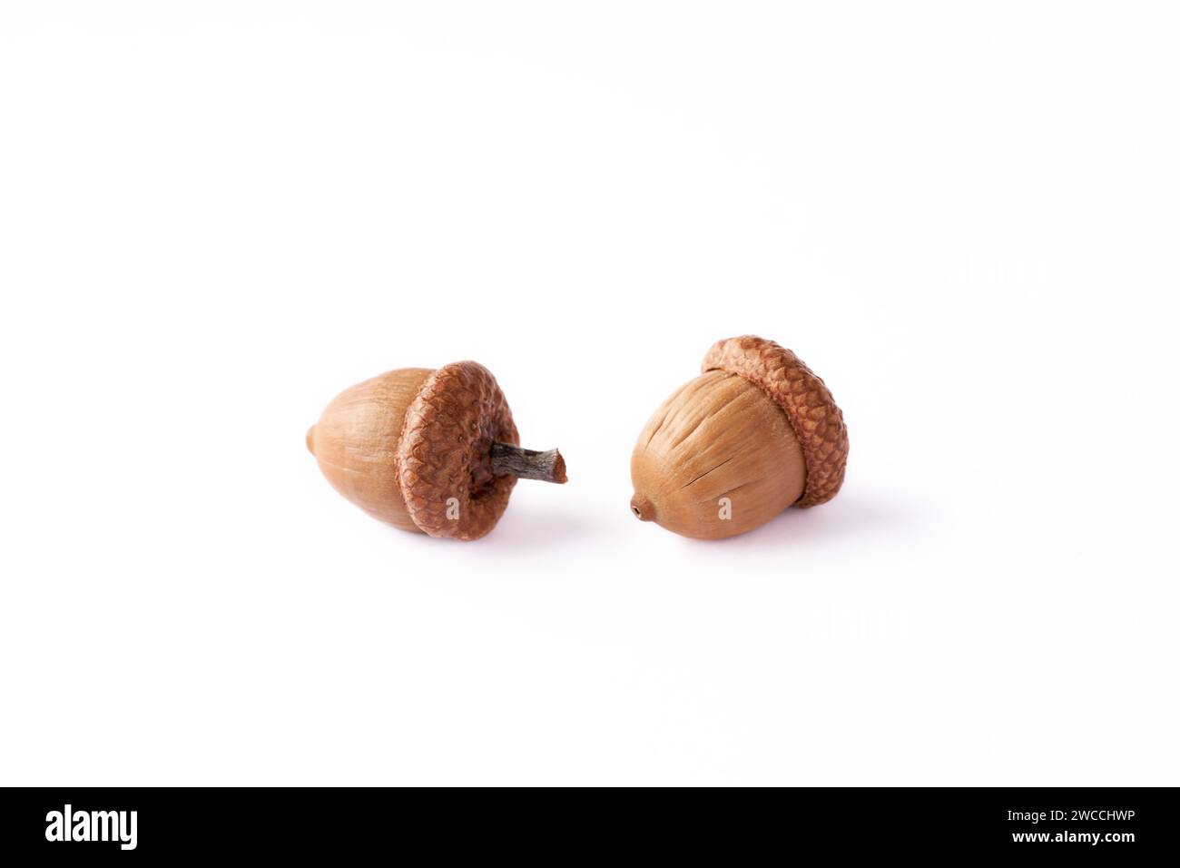 Raw acorn on white Cut Out Stock Images & Pictures - Alamy