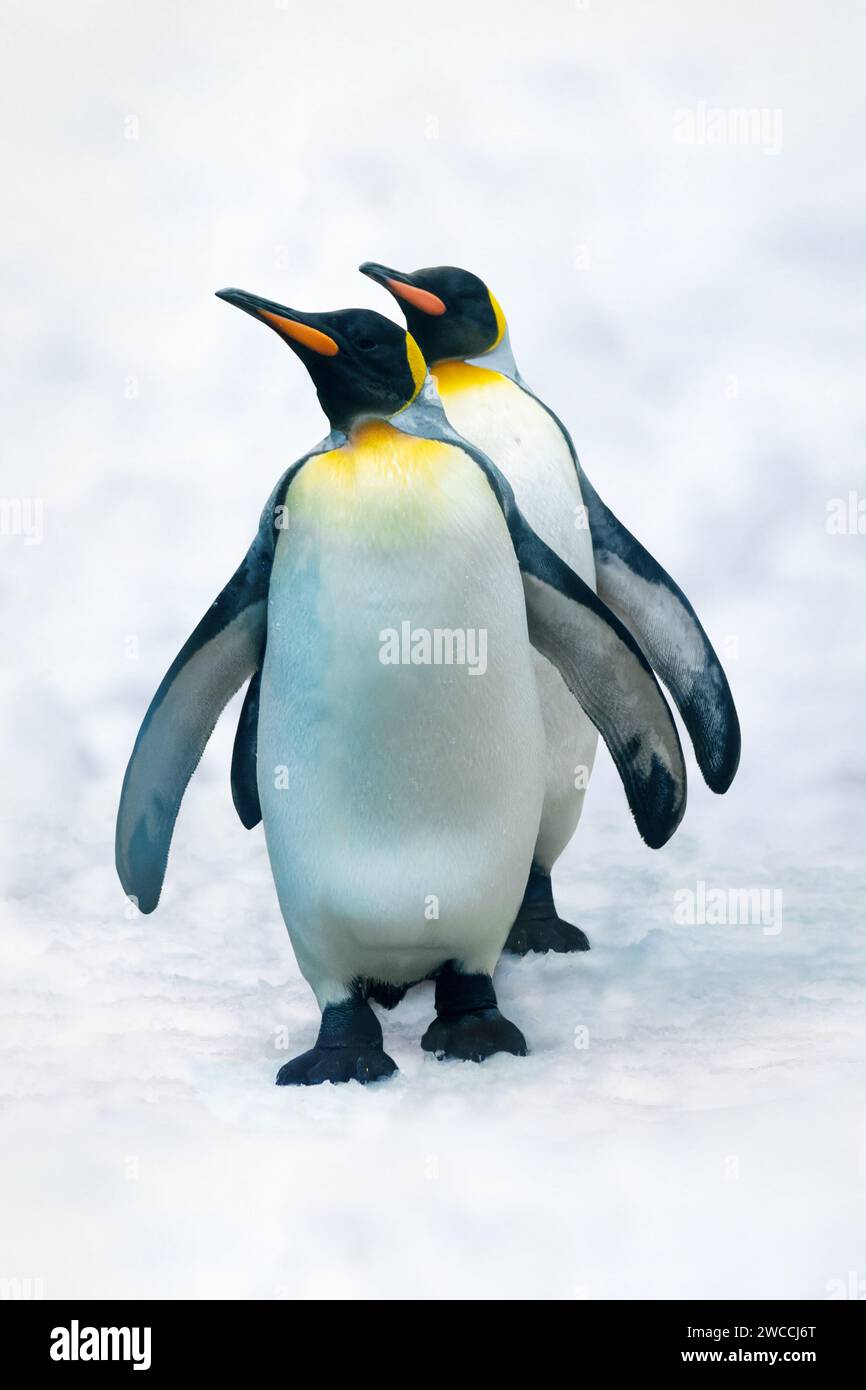 Funny penguins hi-res stock photography and images - Alamy