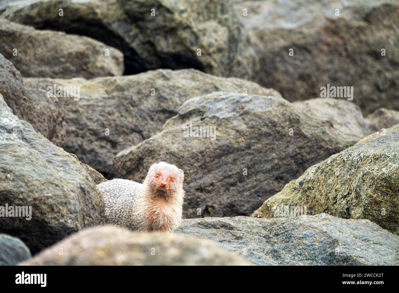 Grey mongooses (Urva edwardsii) in Hormuz Island, Erosed volcanic rock ...