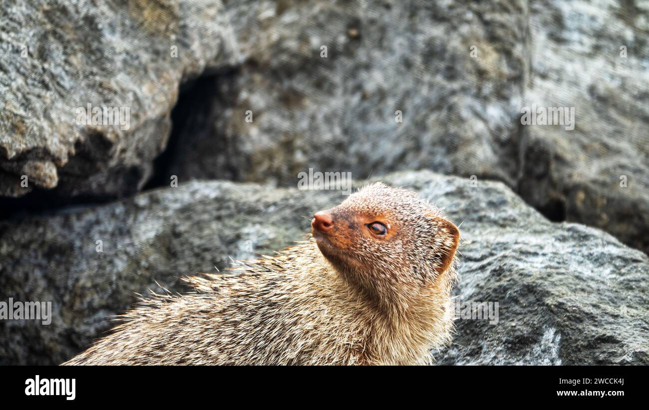 Grey mongooses (Urva edwardsii) in Hormuz Island, Erosed volcanic rock ...