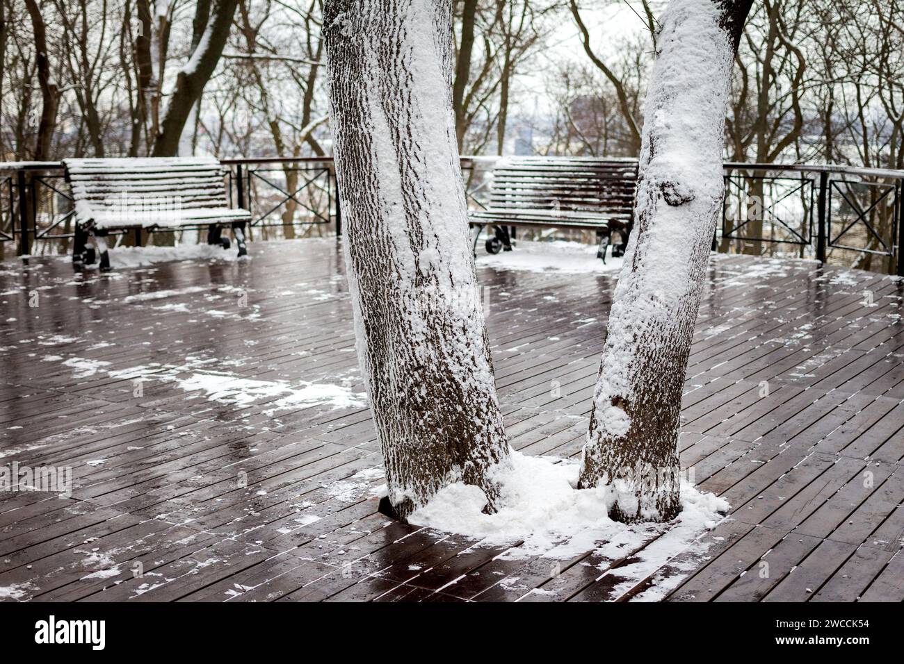 KYIV, UKRAINE - JANUARY 15, 2024 - Snow-covered trees are seen near ...
