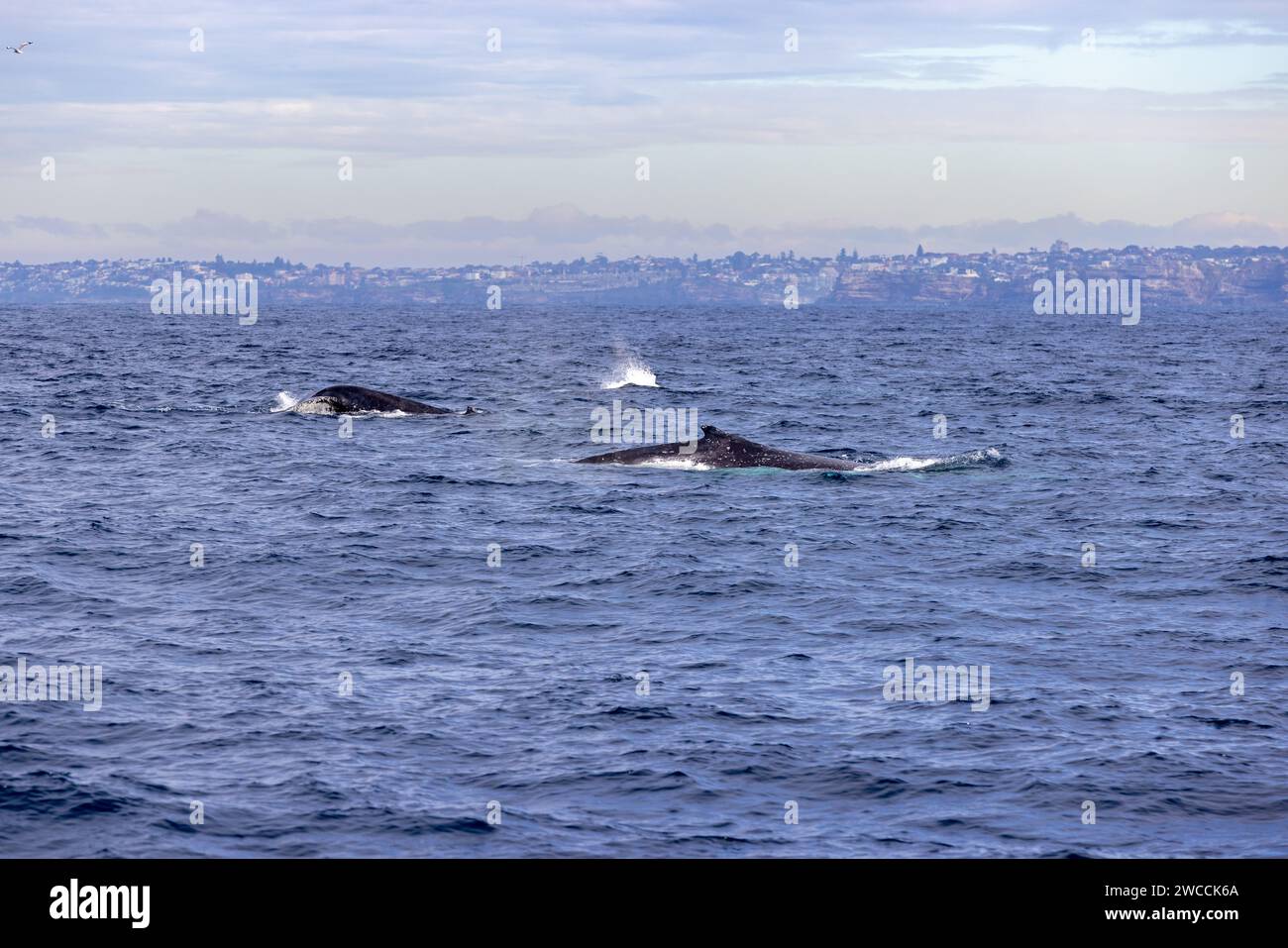 Whale watching New South Wales, Australia. Migration of Humpback Whales ...