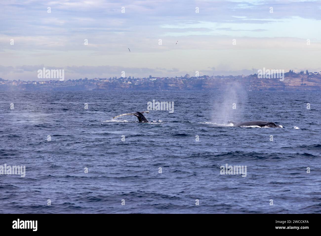 Whale watching New South Wales, Australia. Migration of Humpback Whales ...