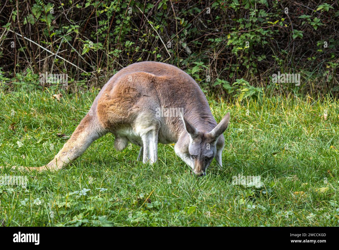 The red kangaroo, Macropus rufus is the largest of all kangaroos, the ...