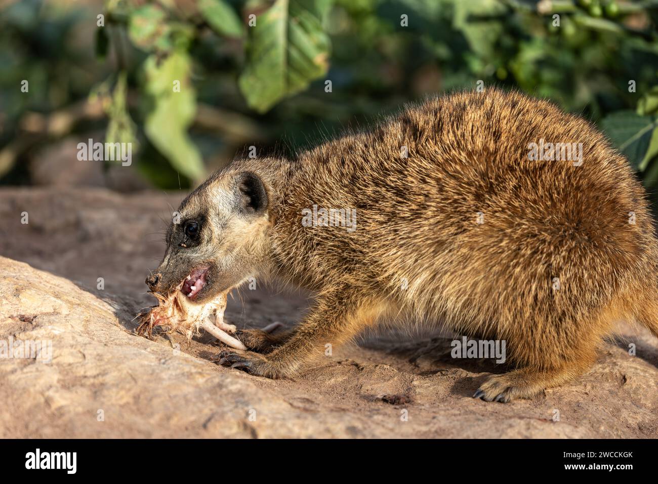 Meerkat, lat. Suricata suricatta sitting on a stone and having dinner ...