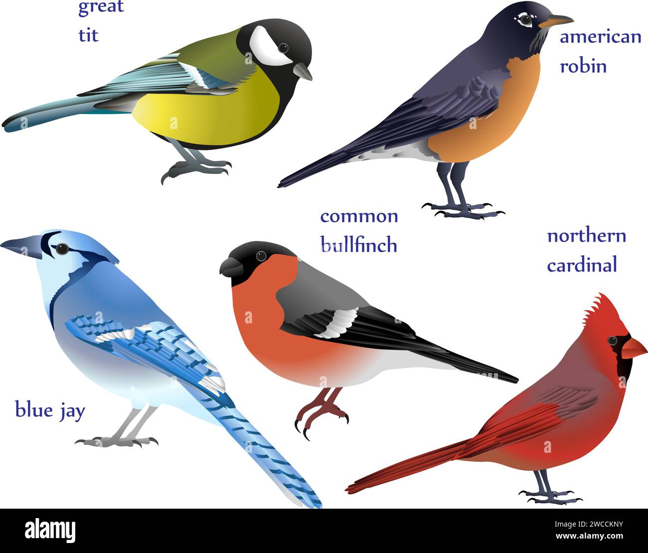 Collection of birds in colour image: american robin, blue jay, common ...