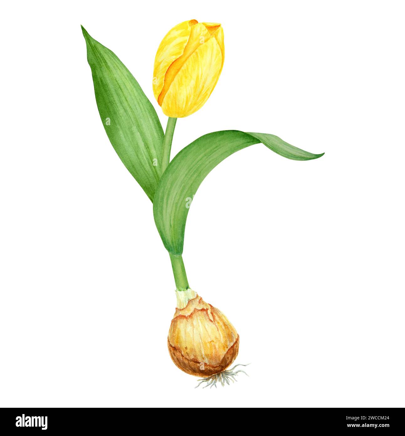 Yellow tulip with bulb watercolor illustration. Hand drawn watercolor ...