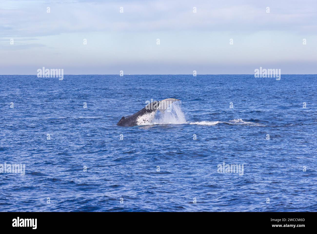 Whale Watching New South Wales Australia Migration Of Humpback Whales