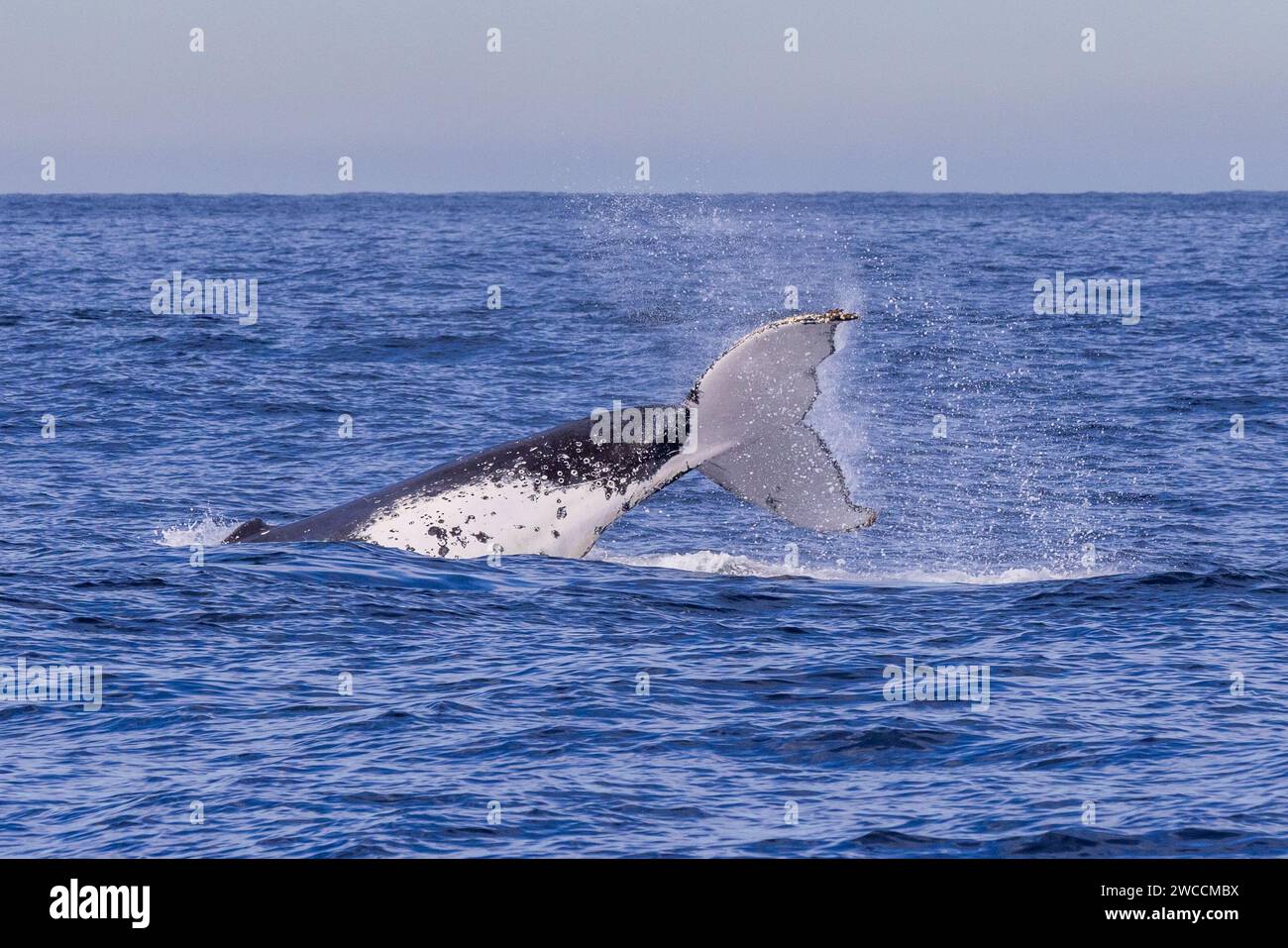 Whale watching New South Wales, Australia. Migration of Humpback Whales ...