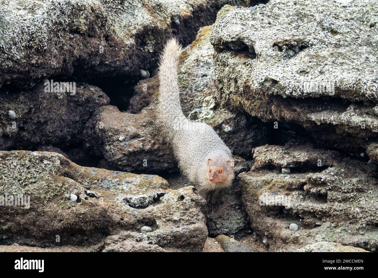 Grey mongooses (Urva edwardsii) in Hormuz Island, Erosed volcanic rock ...