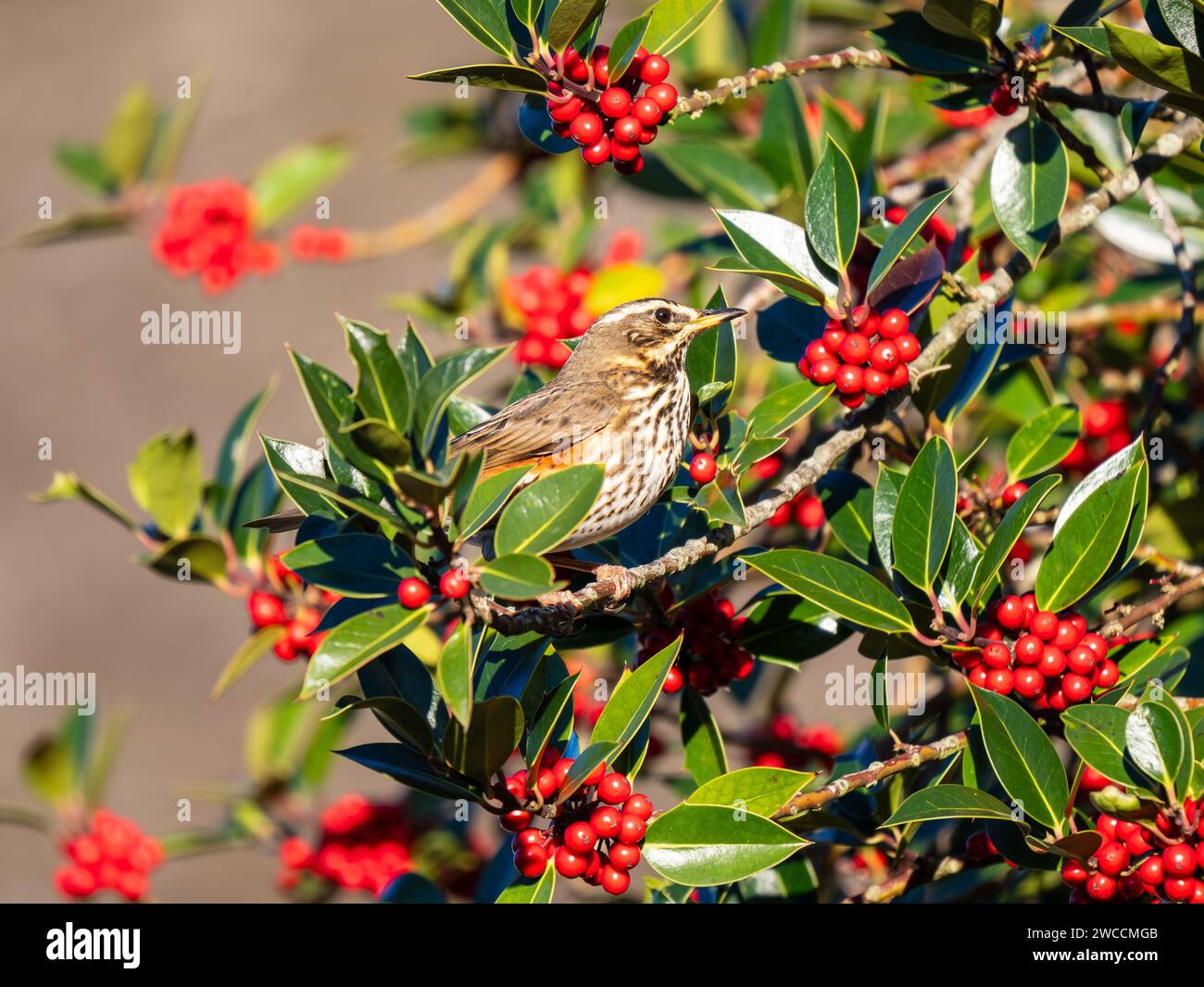 Redwing eating red berries hi-res stock photography and images - Alamy
