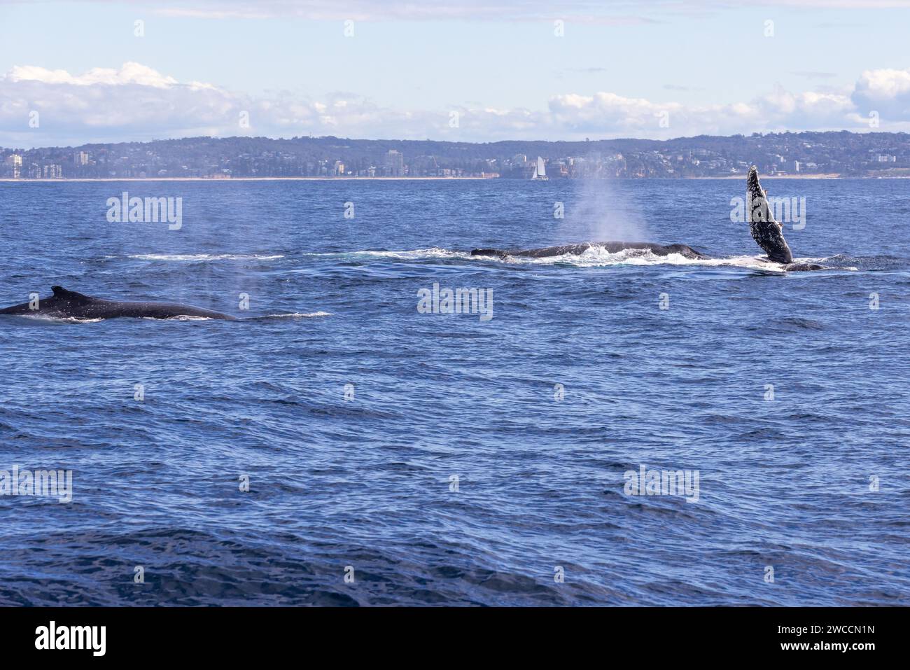 Whale watching New South Wales, Australia. Migration of Humpback Whales ...