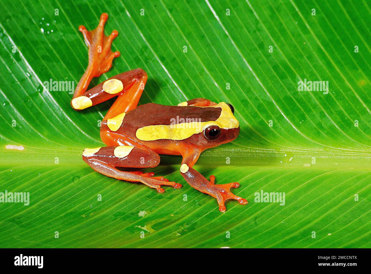 Membrana interdigital hi-res stock photography and images - Alamy