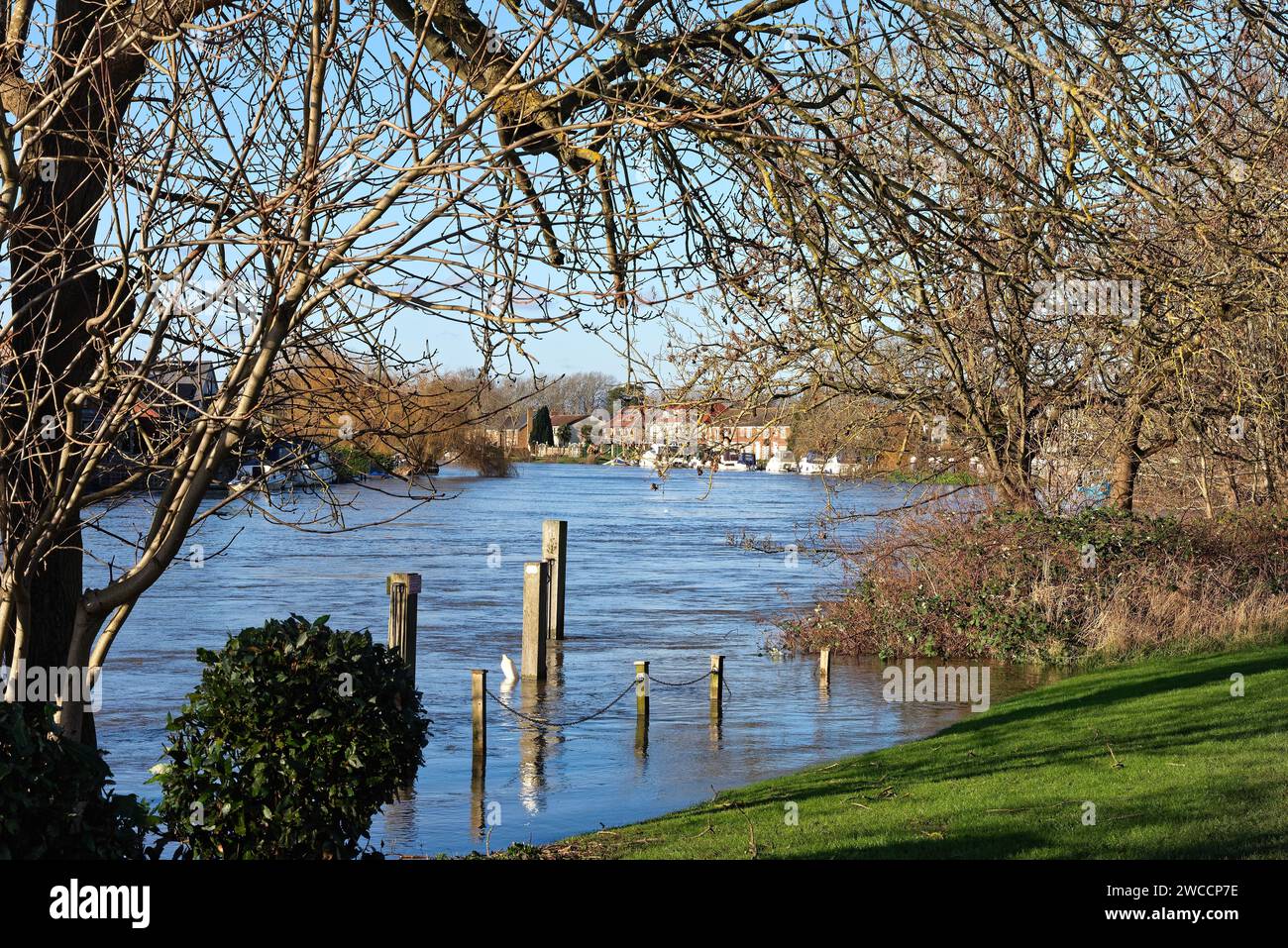 The River Thames at Laleham in near flood conditions, Staines Surrey ...