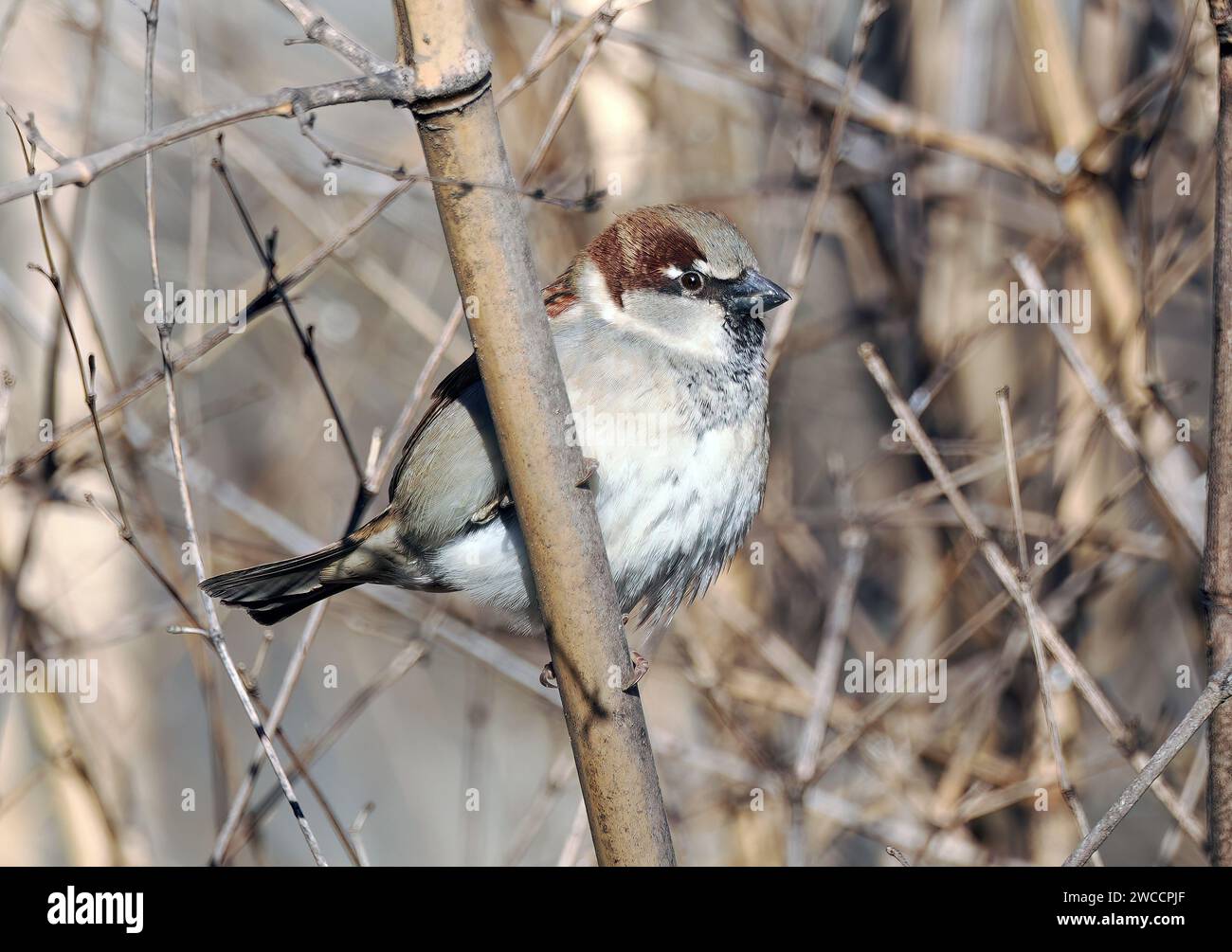 House sparrow (male), Haussperling, Spatz, Hausspatz, Moineau ...